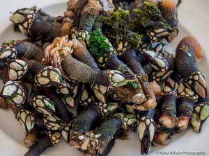 Percebes | Salt of Portugal